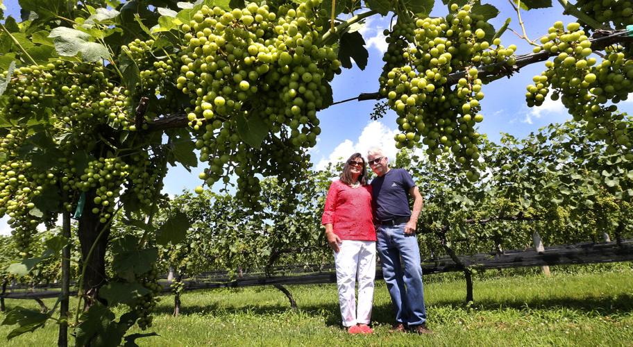 Wine, grape industry vital to local, state economy | Winchester Star ...