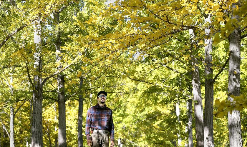 Blandy's Ginkgo Grove nears the golden hour | Winchester Star ...