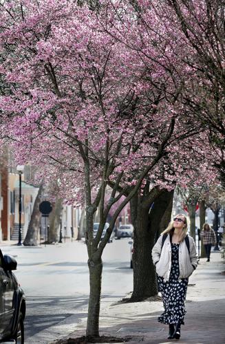 Signs of spring | | winchesterstar.com