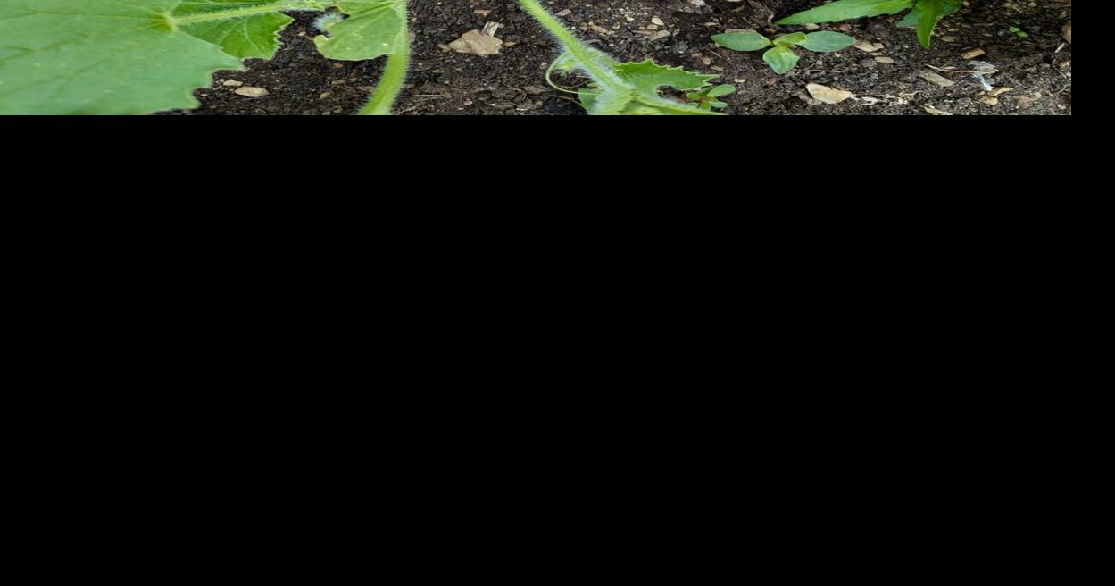 Ancient melon blooms at local farm | Eedition | winchesterstar.com