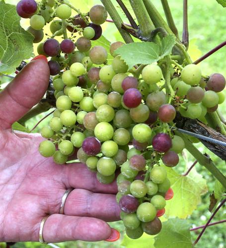Wine, grape industry vital to local, state economy | Winchester Star ...