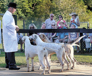 Hounds abound at Blue Ridge Hunt's annual Puppy Show | News ...