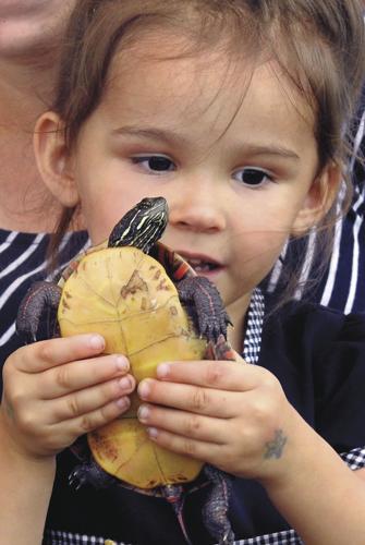 Slow and steady at the race : Frederick County Fair’s 2018 derby race ...