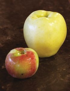 Orchardist strikes ‘gold’ with big apple | News | winchesterstar.com
