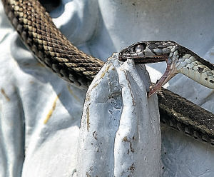 Deadly Bite? | News | winchesterstar.com