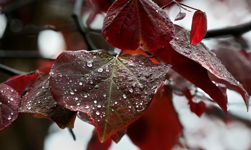 A little rain must fall | Winchester Star | winchesterstar.com