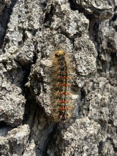 Very hungry caterpillars: Spongy moth infestation likely the worst in ...