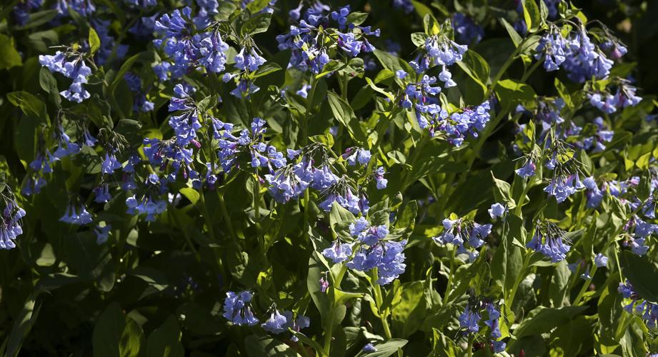 Beautiful bluebells | Winchester Star | winchesterstar.com