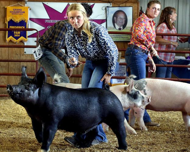 Sow stoppers: Hogs steal the spotlight at Frederick County Fair | Winchester Star ...