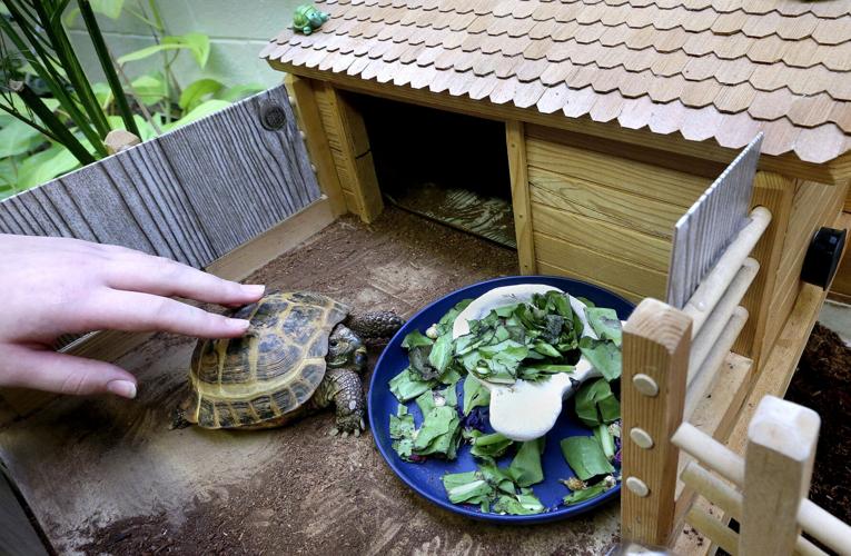 elementary tortoise