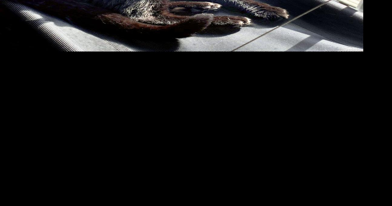 Caring for an ailing cat becomes a regional commitment of love ...