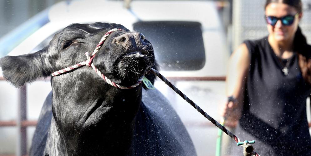 Totally fair | Eedition | winchesterstar.com