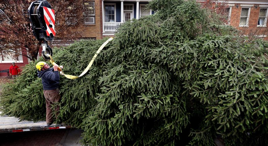 An evergreen, with a story of its own, arrives in Old Town | Winchester ...