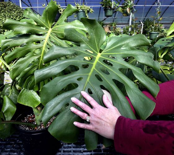 9 house plants that thrive on neglect | Winchester Star ...