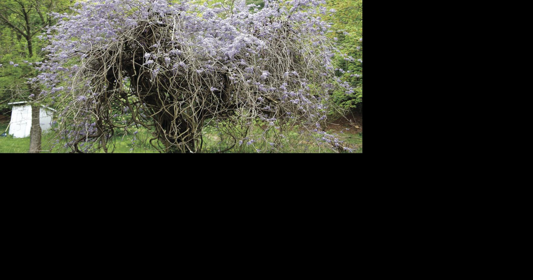 Wisteria: a fickle sign of spring | Features | winchesterstar.com