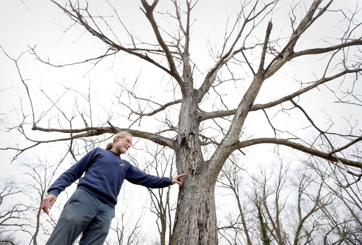 Trouble with the trees: Project aims to revive native butternut ...