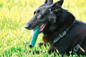 Border Patrol dogs train at local Civil War site | News ...
