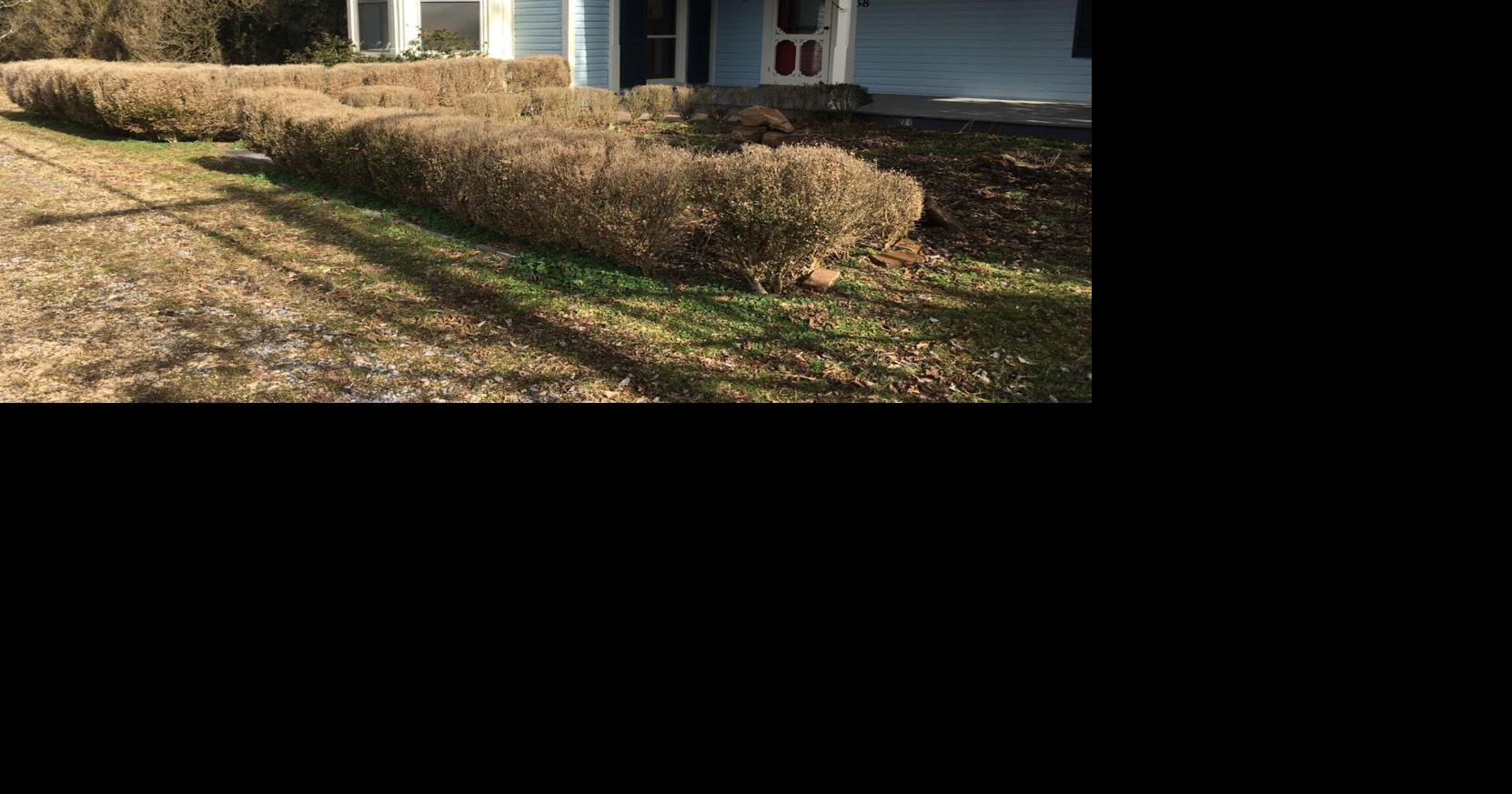 Boxwood blight is a big problem for boxwood lovers | Winchester Star ...