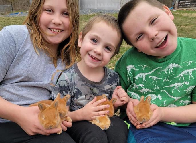 Bunny lovers hop into Rabbit 101 workshops | Winchester Star ...