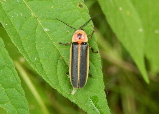 Firefly season is here. Well, depending on where you look. | Winchester ...