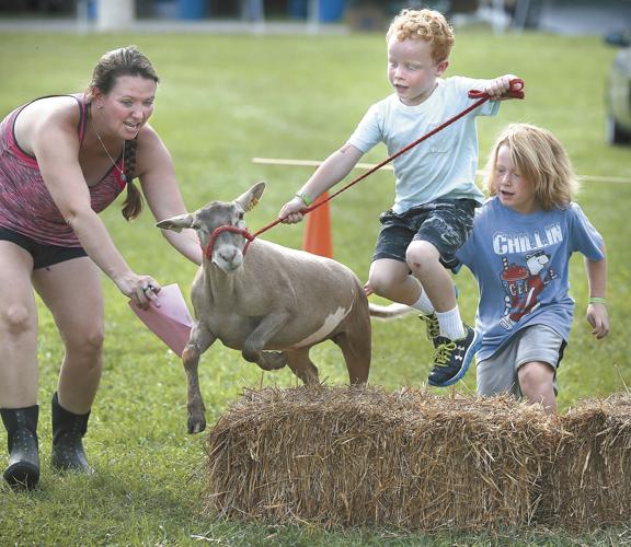 Kids run free in this year’s Pee Wee Lamb, Goat Olympics | News ...