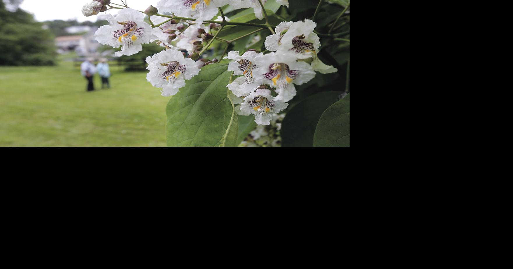 Colossal tree blooms beautifully | News | winchesterstar.com