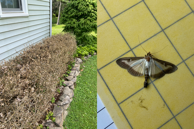 Invasive box tree moth has spread into Winchester | Winchester Star ...