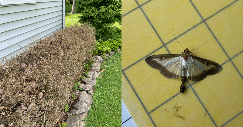 Invasive box tree moth has spread into Winchester | Winchester Star ...