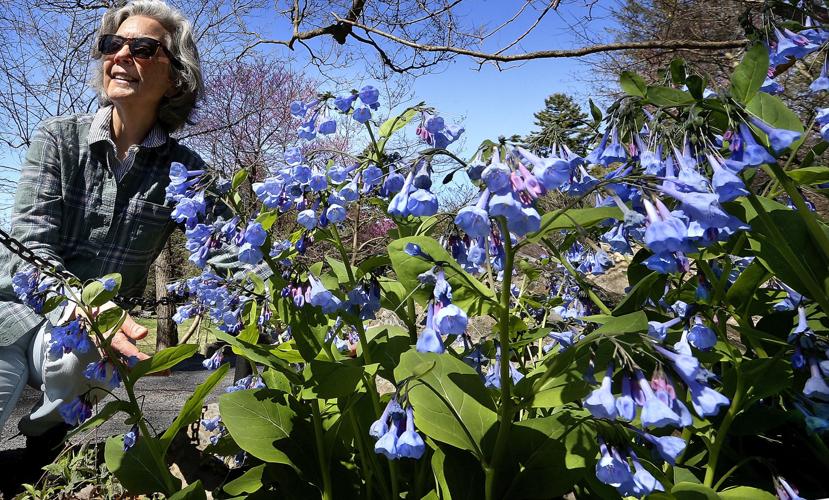 Beautiful bluebells | Winchester Star | winchesterstar.com