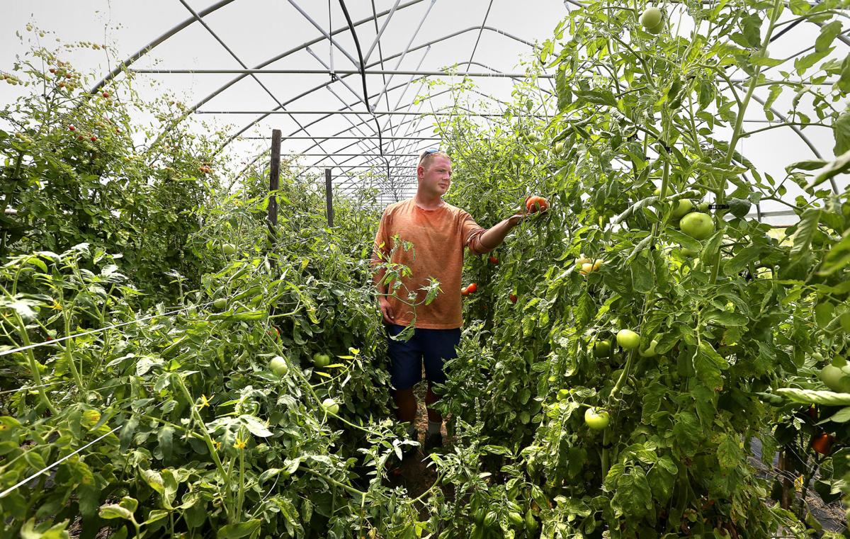 Farmer hopes for hemp revival in the Shenandoah Valley | Winchester ...