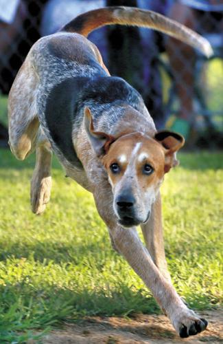 Hounds abound at Blue Ridge Hunt's annual Puppy Show | News ...