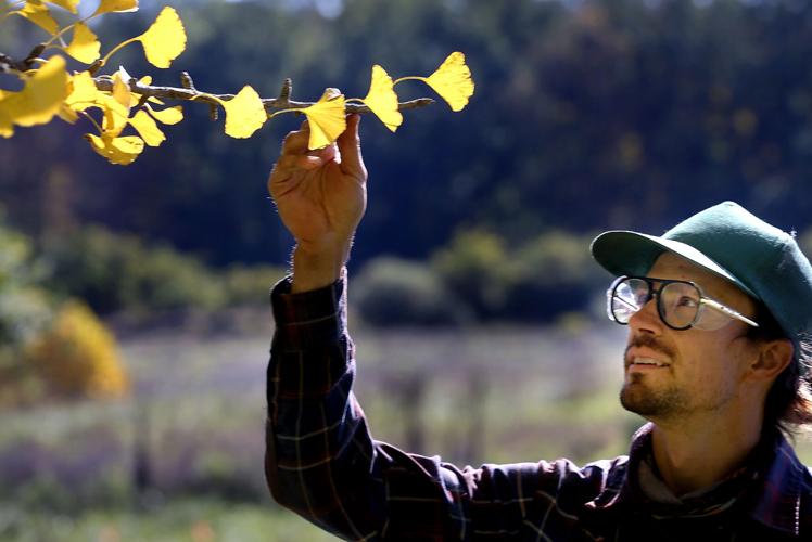 Blandy's Ginkgo Grove nears the golden hour | Winchester Star ...