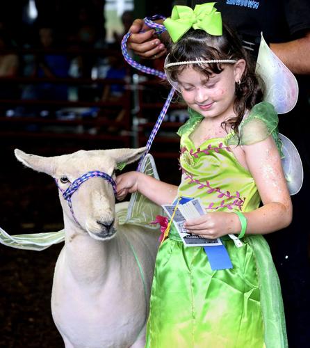 Livestock play dress-up: Pretty Animal Contest wows spectators at fair ...