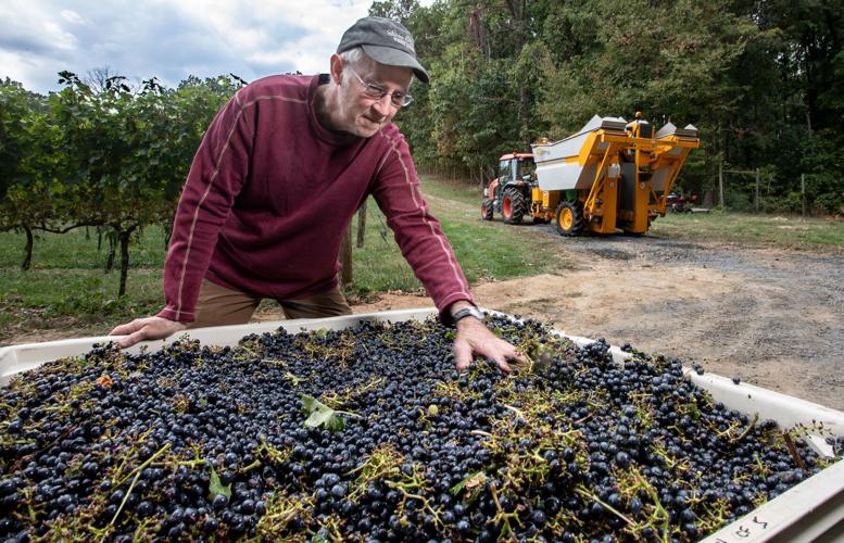 A great year for grapes: Growers say dry weather produced flavorful ...