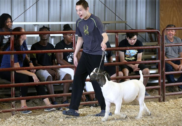 Lots of kidding around at Bright Stars Goat Show | Winchester Star ...