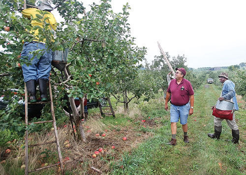 Apple pickin' time | News | winchesterstar.com