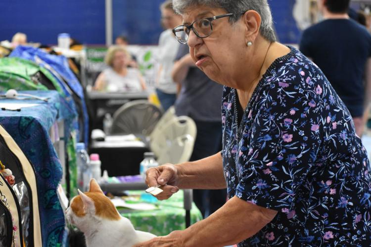 Competition fur-ocious at cat show | Winchester Star | winchesterstar.com