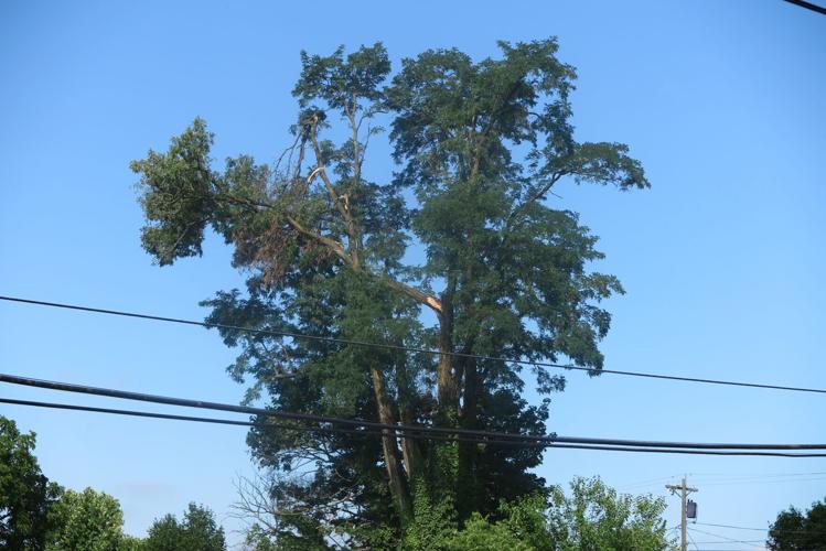 In Stephens City, trees are integral to local history | Winchester Star ...