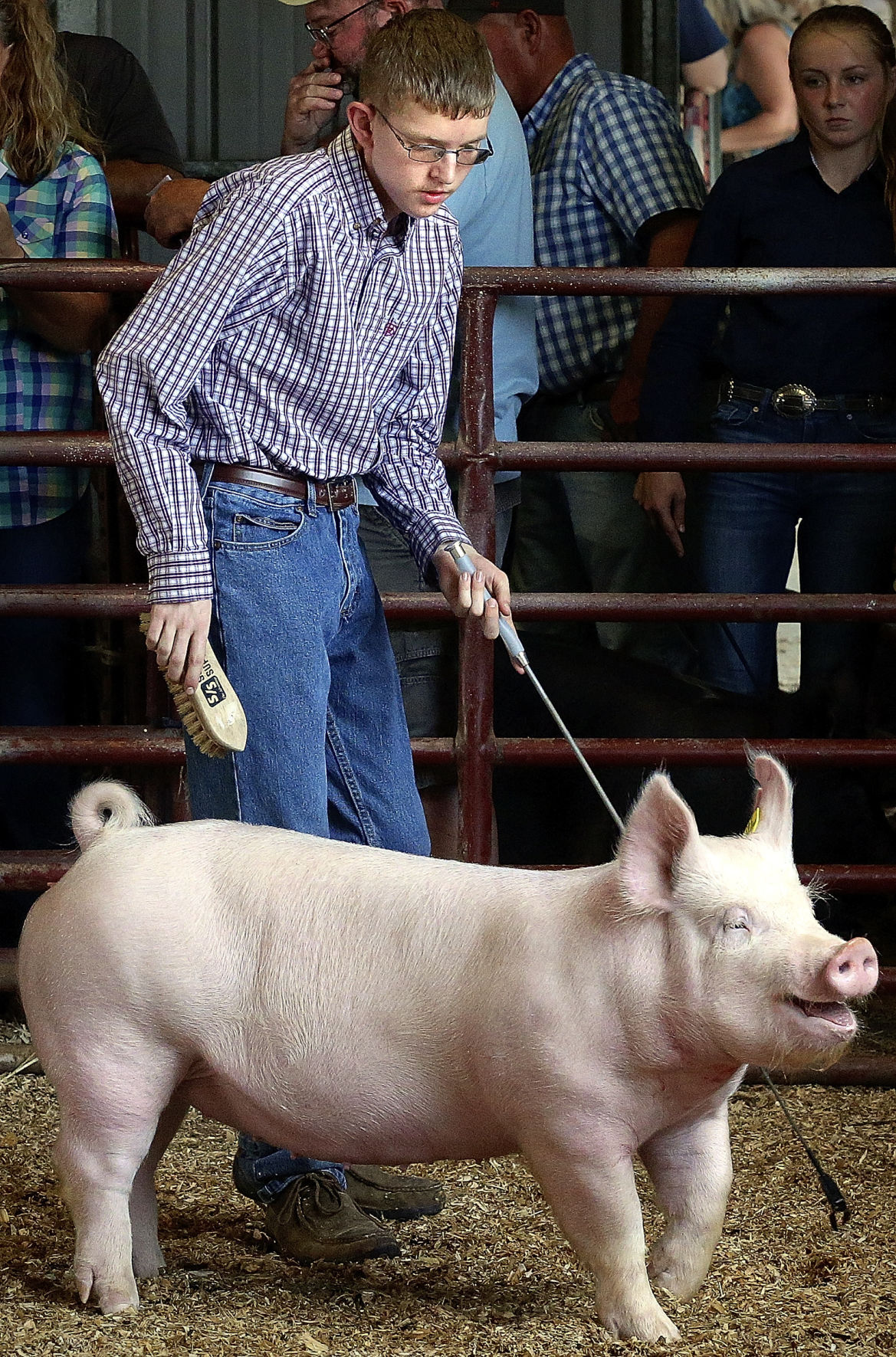 High on the hog: Youngsters show off prize-worthy swine | Winchester ...