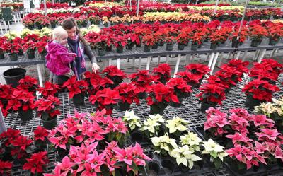Preponderance of poinsettias | Winchester Star | winchesterstar.com