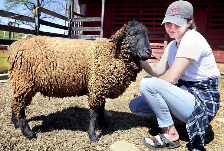Historic place, historic livestock: A look into Frederick County’s ...