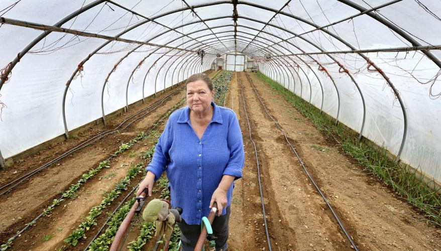 Mayfair Farm: The end of one dream, the start of another | Winchester ...