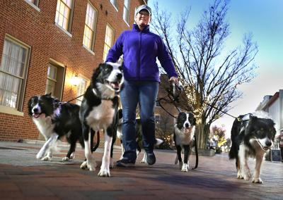 Five collies walking | | winchesterstar.com