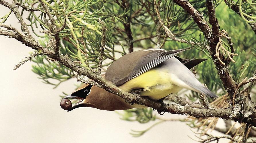 One bird, two bird, red bird, blue bird | Features | winchesterstar.com