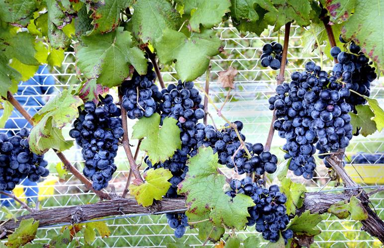 Ready to have a grape time | | winchesterstar.com