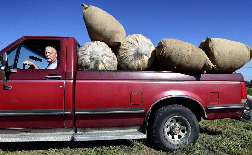 Wool Pool helps sheep farmers earn money amid tough market ...