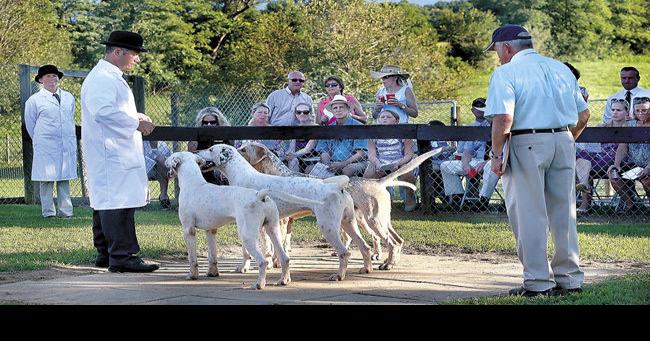 Hounds abound at Blue Ridge Hunt's annual Puppy Show | News ...