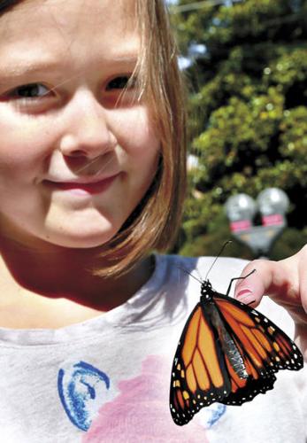 Fly ... be free | News | winchesterstar.com