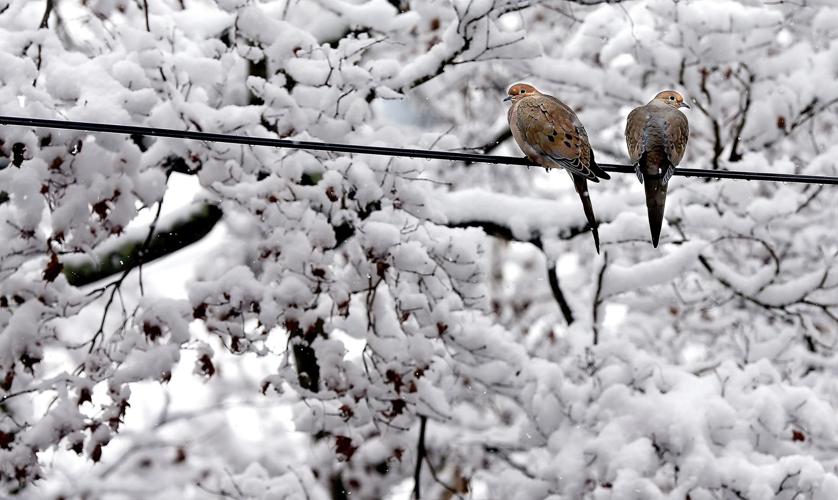 Here we snow again | | winchesterstar.com