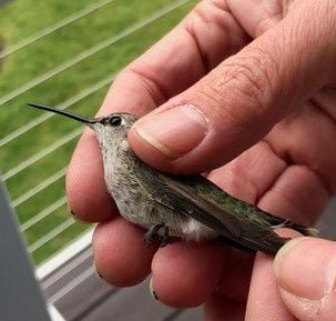 Virginia's 1st recorded sighting of an Anna's hummingbird occurs in ...